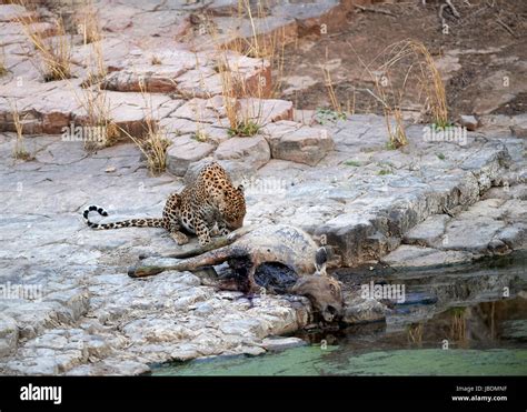 Image result for Leopard Eating