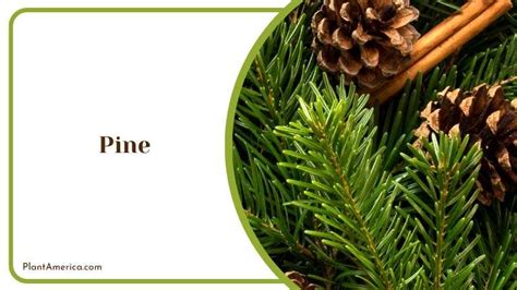 19 Gopher Repellent Plants You Need for Your Home Garden - Plant America