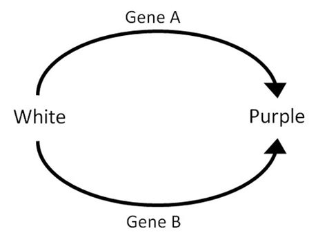 Image result for Gene Pathway Genetics Questions