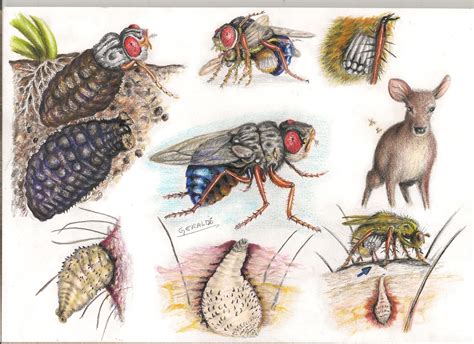 Image result for Bot Fly Larvae in Animals