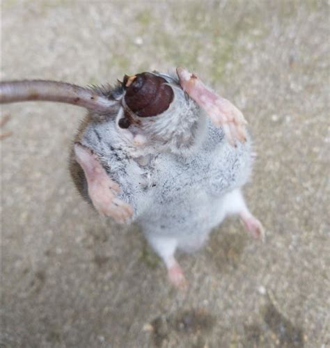 Image result for Mouse Bot Fly