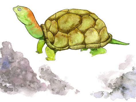 Image result for Empty Turtle Shell