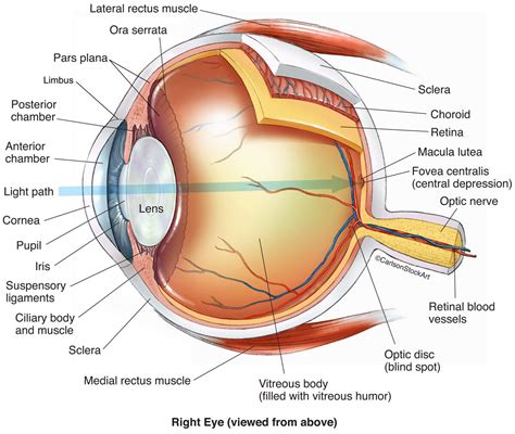 Image result for Eye Anatomy Function