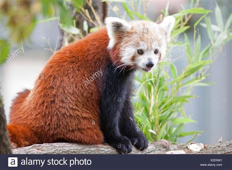 Image result for Red Panda Side View