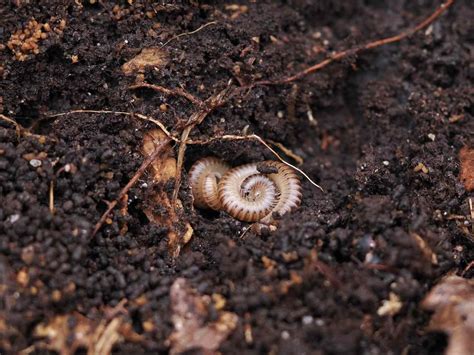 Image result for Humus Layer