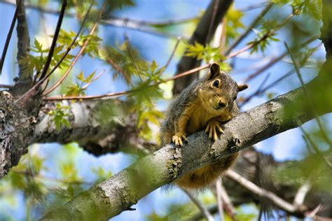 Image result for Tree Squirrel Habitat