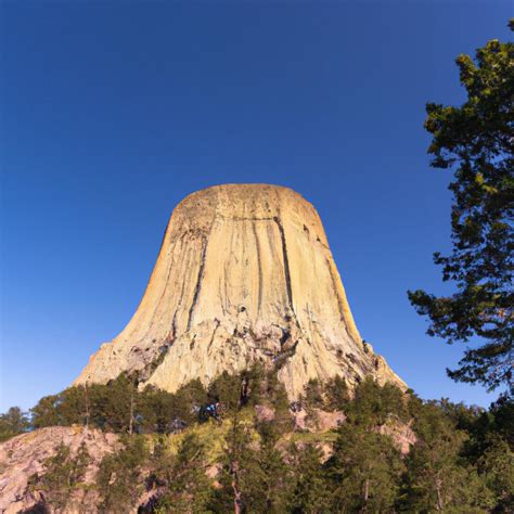 Image result for Devils Tower Tree Stump