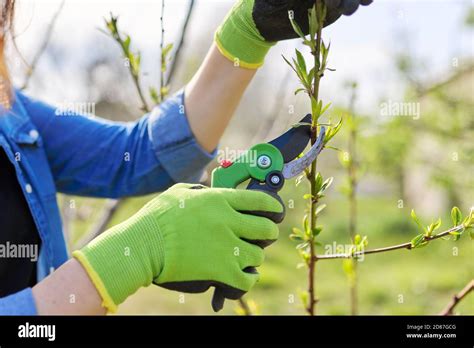 Image result for Pruning Fruit Trees Spring