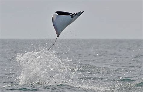 Image result for Manta Ray Jumping Over Bridge
