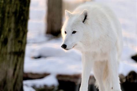 Image result for How Fast Can a Wolf Run