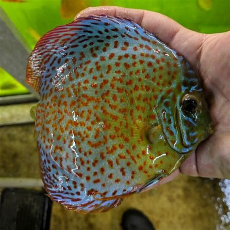 Image result for Peppered Discus
