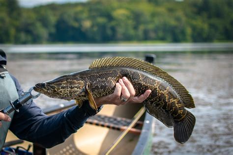 Image result for Red Line Snakehead Fish