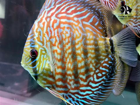 Image result for Discus Fish Varieties