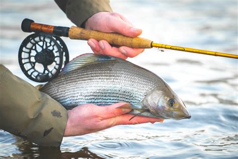 Image result for Vision Icon Fly Rod