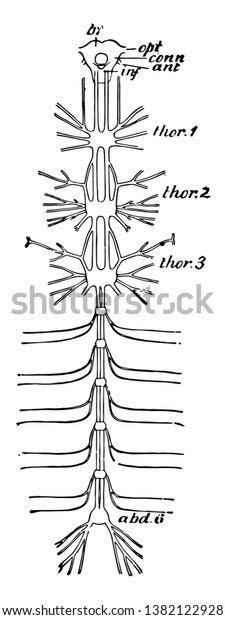 Image result for Cockroach Nervous System