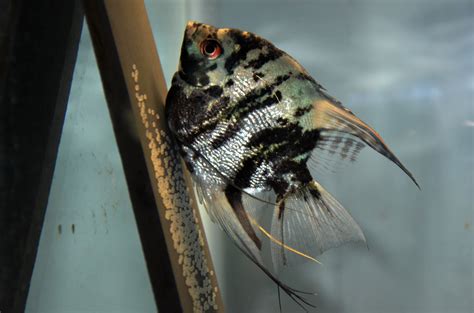 Image result for Discus vs Angelfish