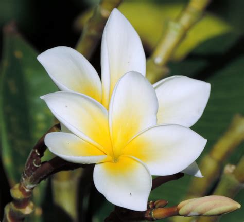 Image result for Book Writing Software