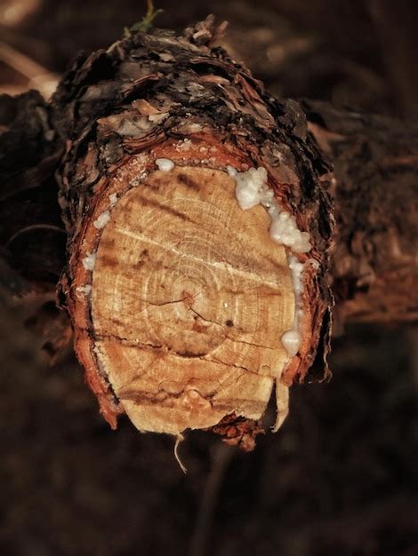 Image result for How to Clean Tree Resin