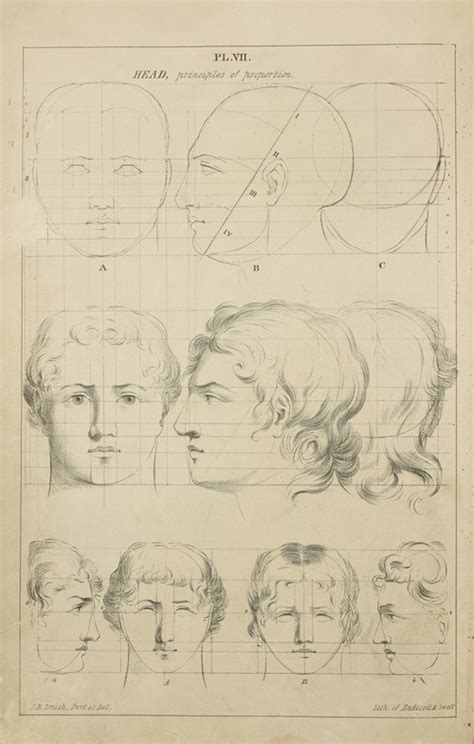 Image result for Proportion Drawing