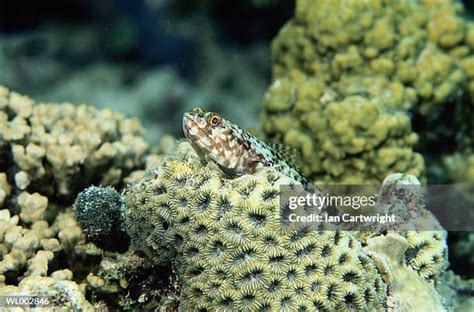 Image result for Lizard Fish