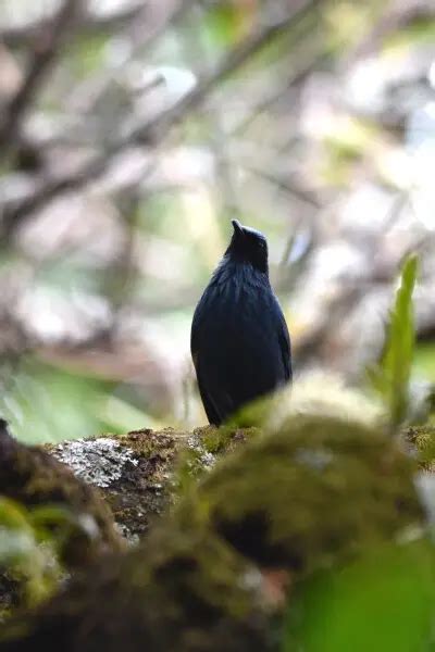 Image result for Blue Mockingjay