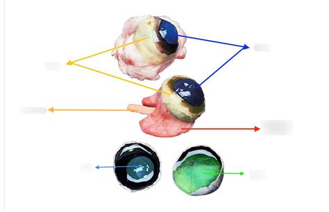 Image result for Cow Eye Dissection