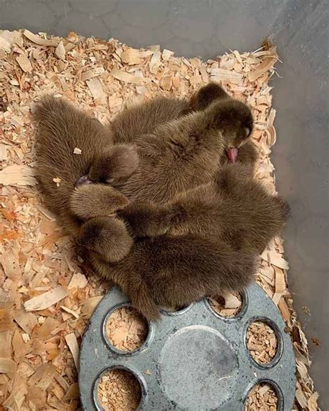 Image result for Brooding Ducks