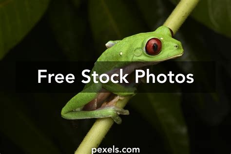 Image result for High Resolution Cartoon Frog