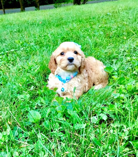 Image result for Red Cavapoo Puppies