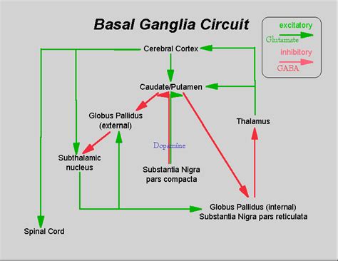 Image result for Extrapyramidal System Pathway