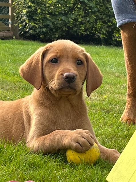 Image result for Fox Red Lab Pups