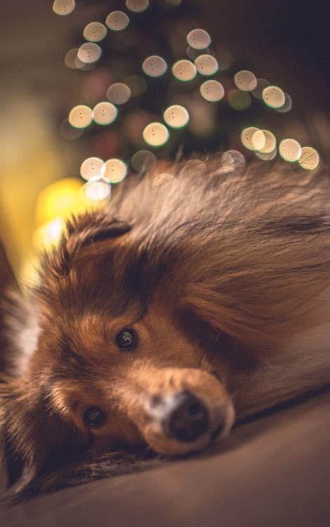 Image result for Sheltie Spring Pictures