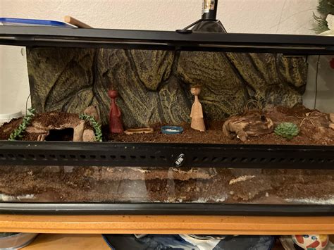 Image result for Bioactive Iguana Setup