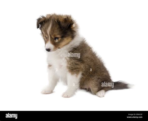 Image result for Mini Sheltie