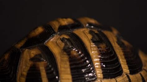 Image result for Turtle Shell Color