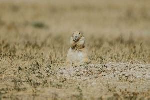 Image result for Prairie Dog Hunting Graph