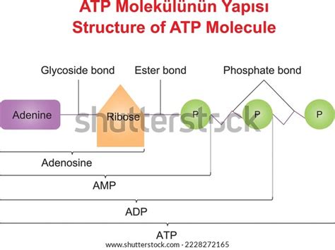 Image result for Basic Structure of ATP