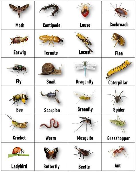 Image result for Insects and Names