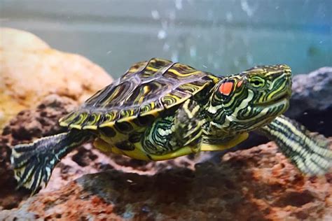 Image result for Red Ear Slider Turtle