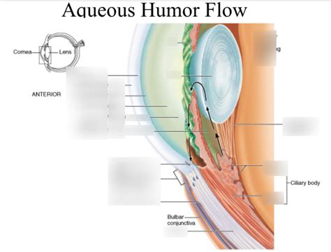 Image result for Aqueous Humor Flow