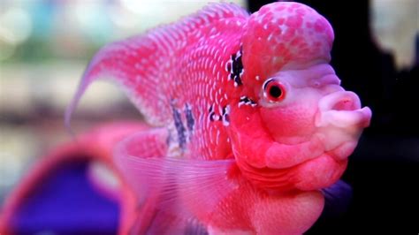 Image result for Color Cast Fish