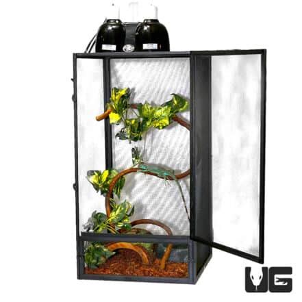 Image result for Bioactive Iguana Setup