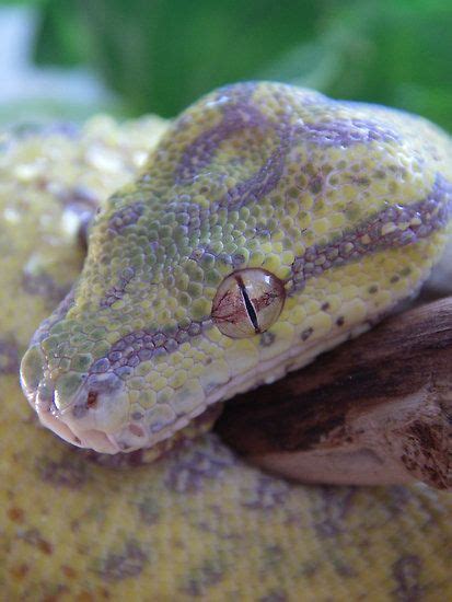 Image result for Albino Green Tree Python