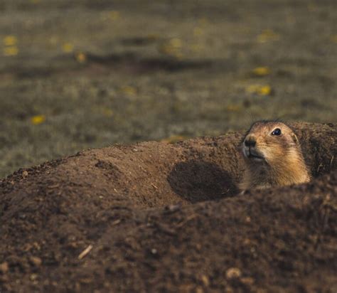 Image result for Prairie Dog Hunting Tips