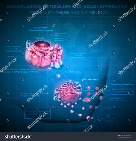Endoplasmic Reticulum Golgi Apparatus Protein Synthesis Stock ...