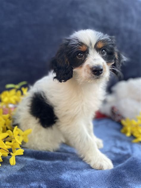 Image result for Sheltie Cavapoo Puppy