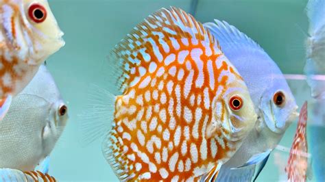 Image result for Red Eagle Discus