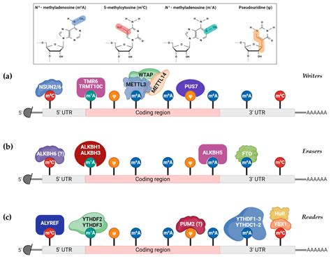 Image result for RNA Modification