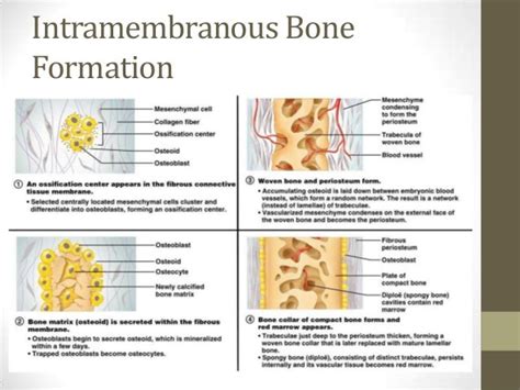 Image result for Major Events of Bone Formation