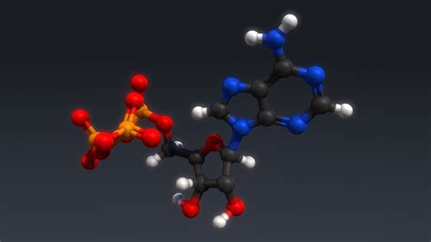Image result for ATP Molecule Model